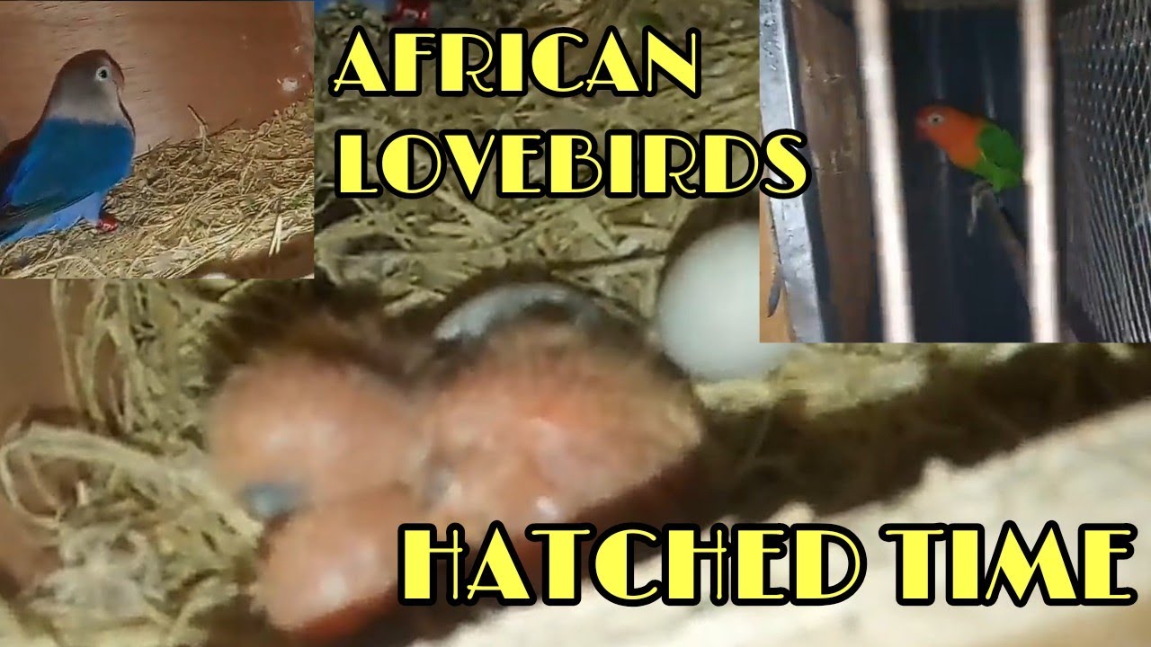 AFRICAN LOVEBIRDS ALBS 2 HATCHED TIME | #demacmixtv - YouTube