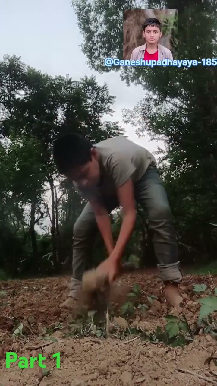 Digging the field short video oxen na bhaila - YouTube