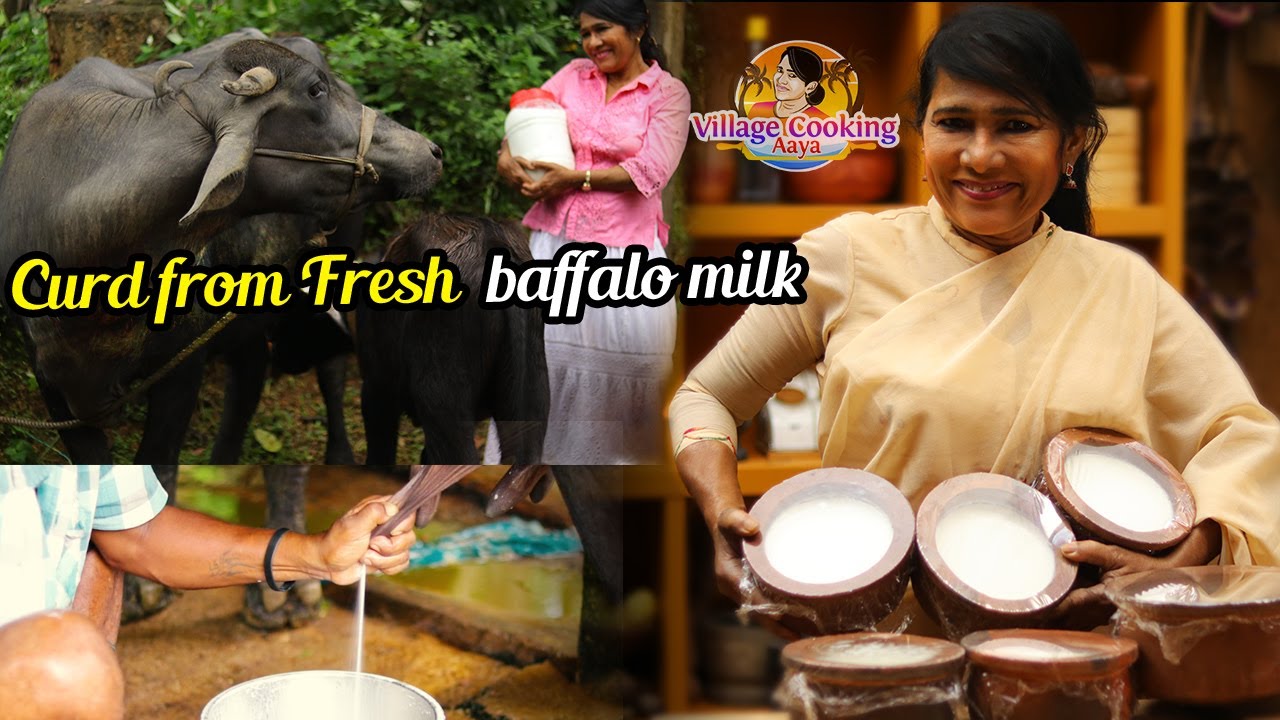 Curd making process in village experience Curd made from fresh milk at ...