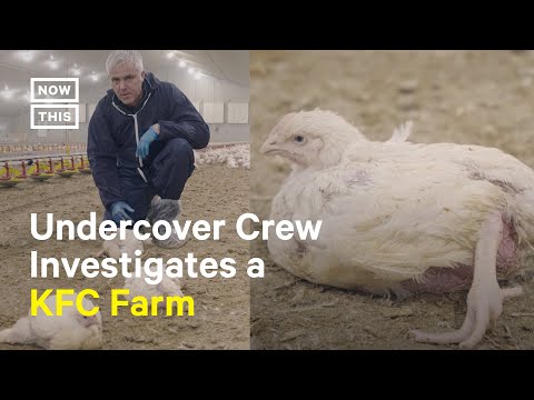 Is KFC Really Committed to Its Animal Welfare Campaign?