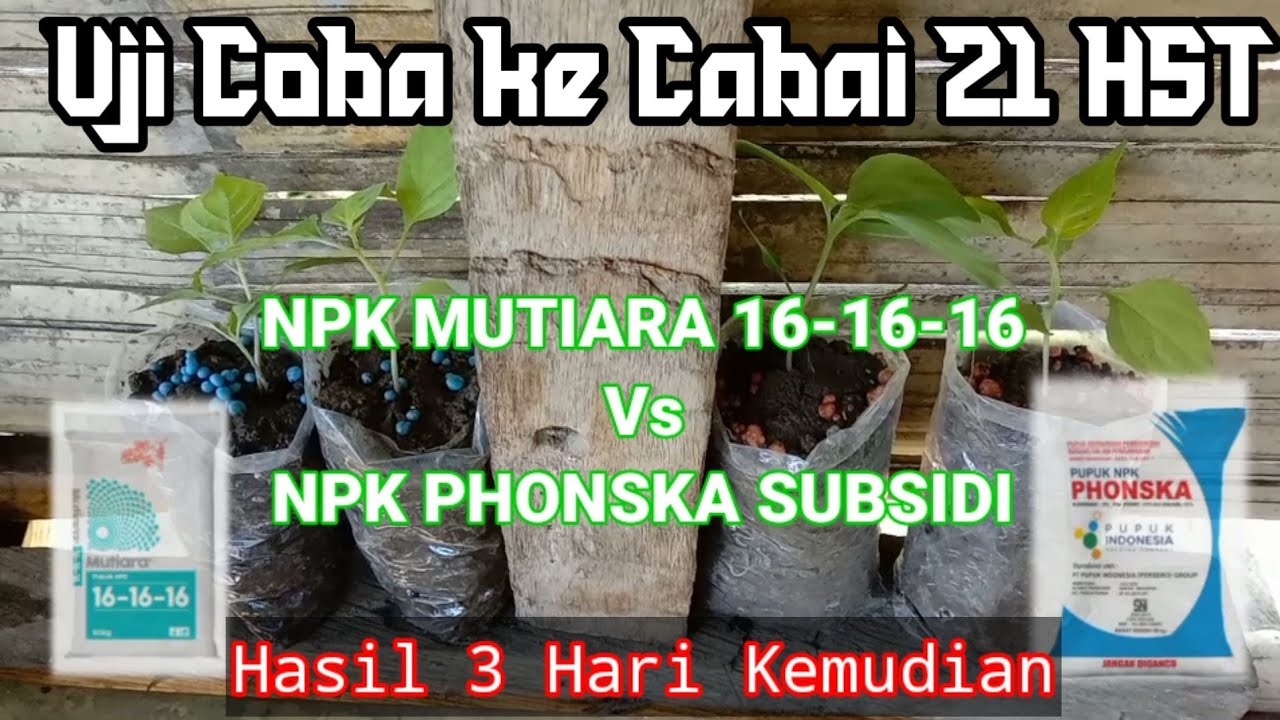 Uji Coba Pupuk NPK Mutiara 16-16-16 Vs NPK Phonska Subsidi Cabe 21 Hari ...