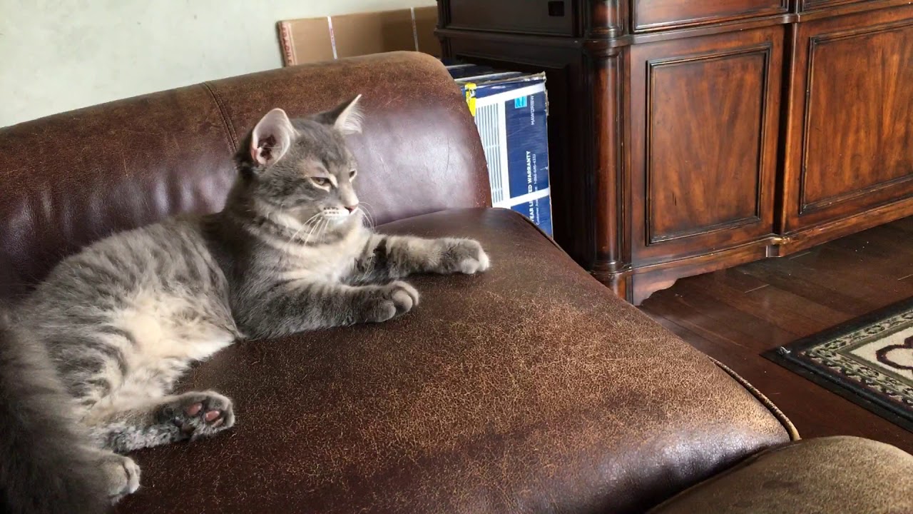 2 Minutes of Jay the Fluff Boi - YouTube