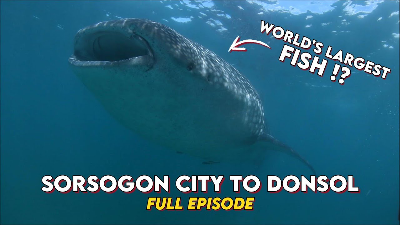 Finding the World's Largest Fish in Donsol Sorsogon - YouTube