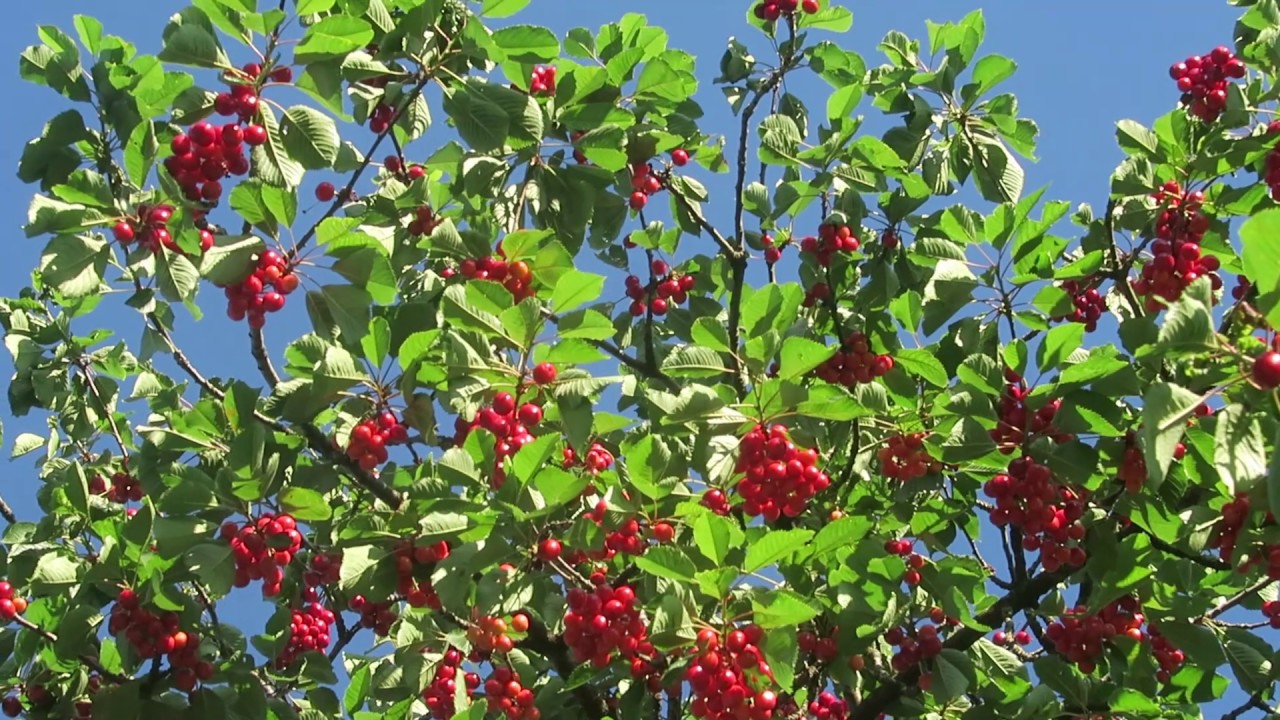 Picking seasonal fruit. Huge cherry trees growing in Maastricht ...