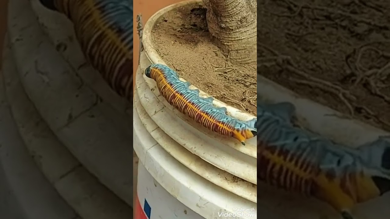 LA ORUGA O "LARVA ERUCIFORME". - YouTube