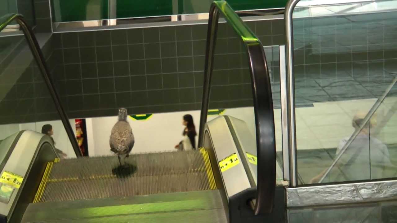 A cute confused bird going the wrong way on an escalator - YouTube
