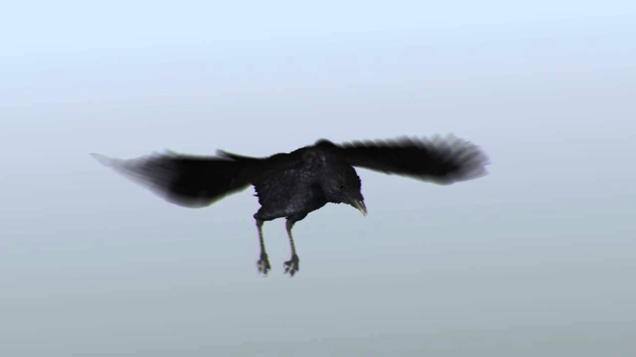 raven 3d animation preview - YouTube