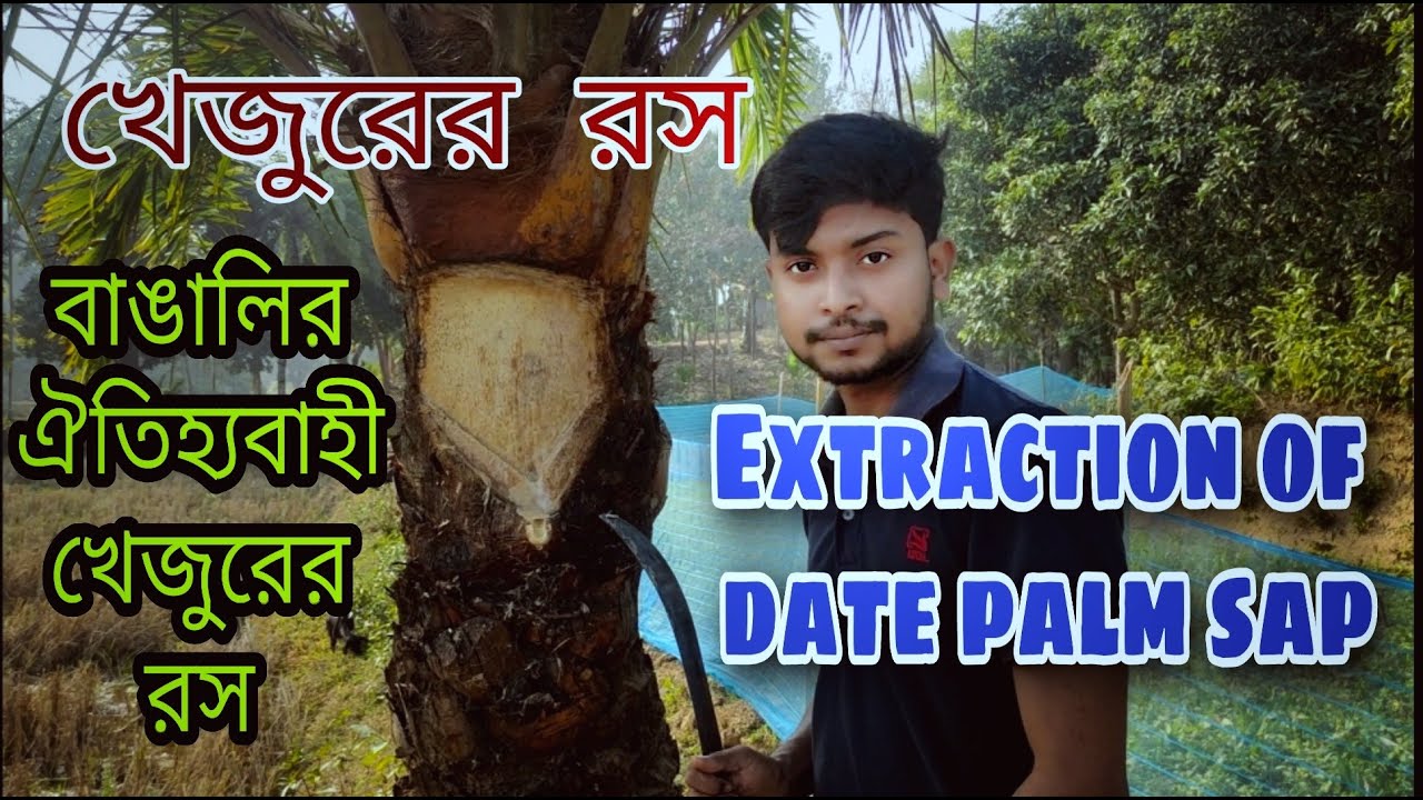 Extraction of Date Palm Juice / Sap . Tasty village food. - YouTube