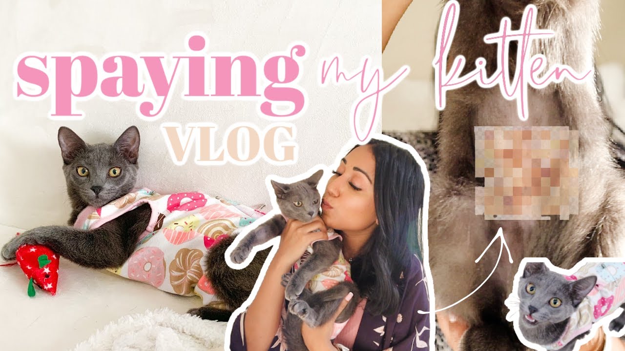 Spaying my Kitten Vlog: What to do, How to Prepare, Why You Should Neuter Your Cat | Roxy James ...