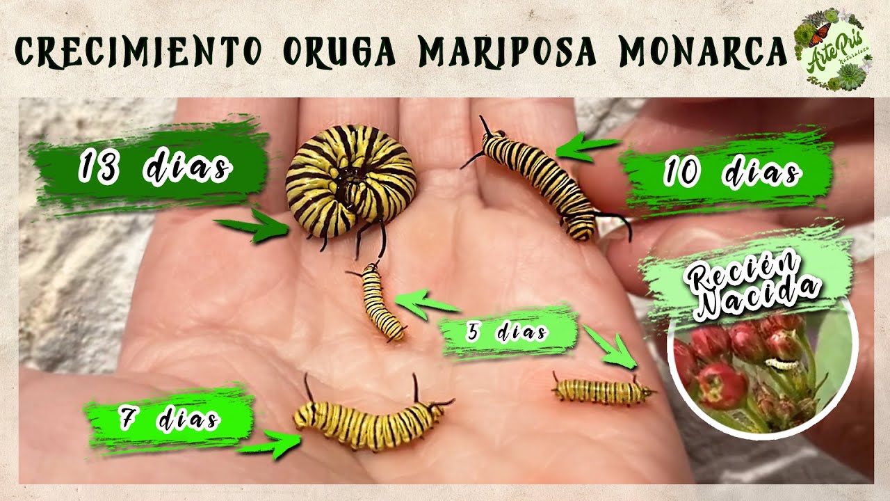 Etapas De La Oruga