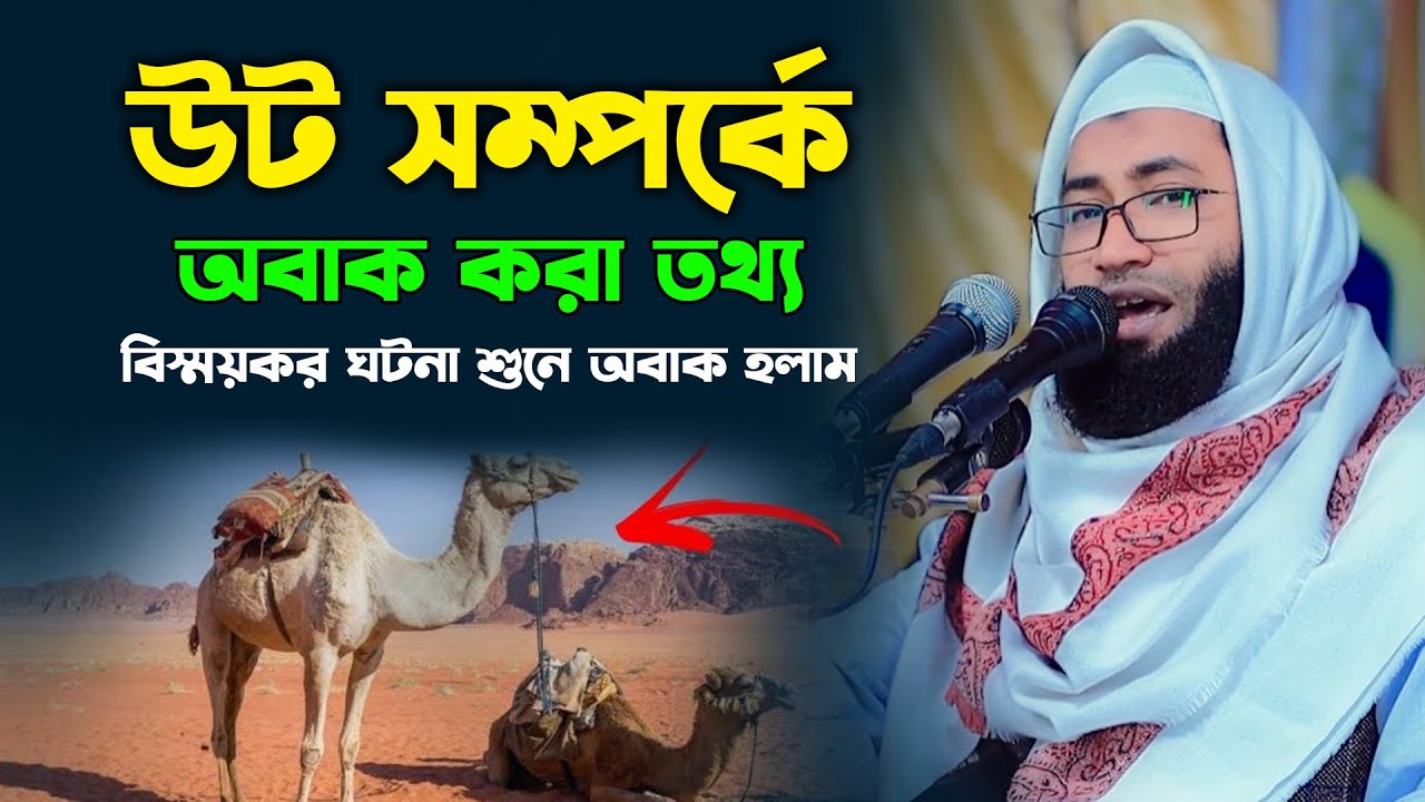 উট সম্পর্কে অবাক করা তথ্য মুফতী মুহিব্বুল্লাহ সিরাজী,mufti muhibullah ...