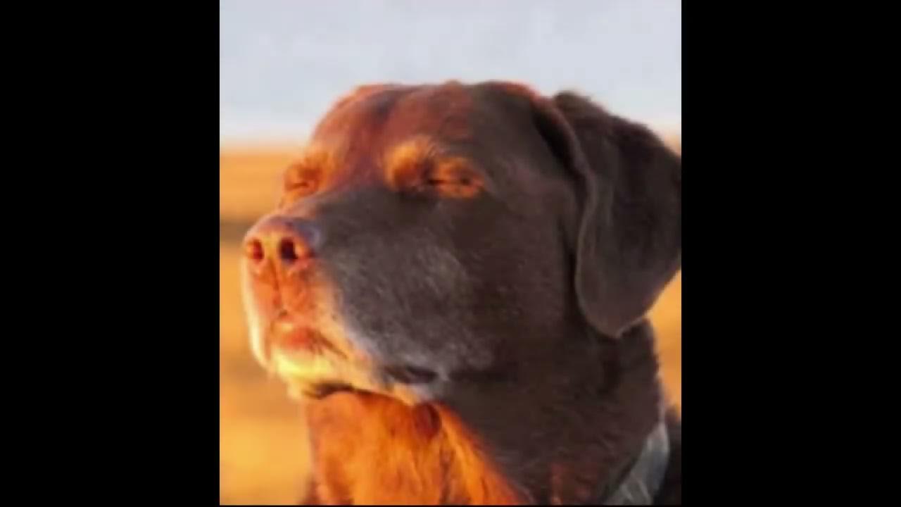 Cooked Dog Meme - YouTube