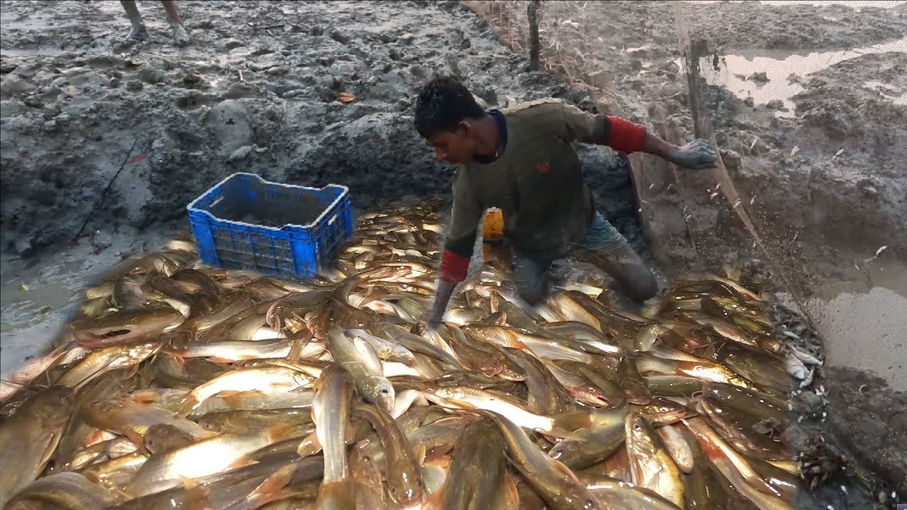 Amazing Fishing In Sundarban at Night | Gulsha Fish | Adventure BD ...