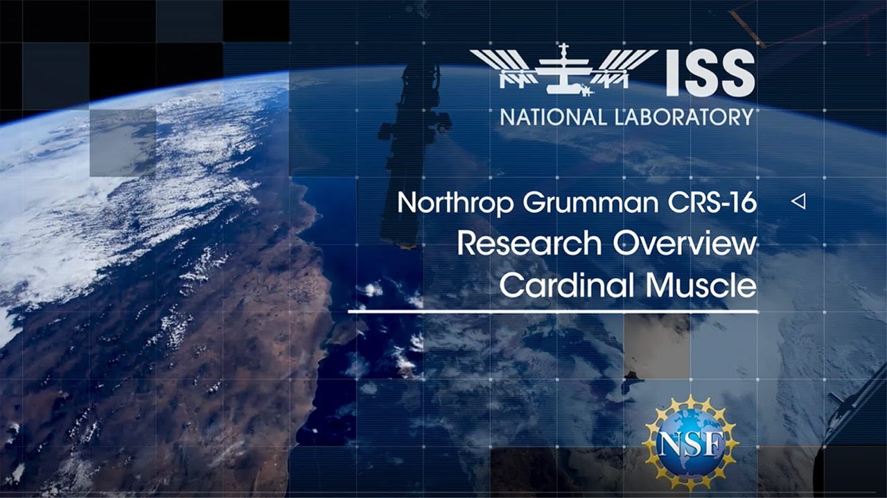 Northrop Grumman CRS-16 Research Overview: Cardinal Muscle - YouTube
