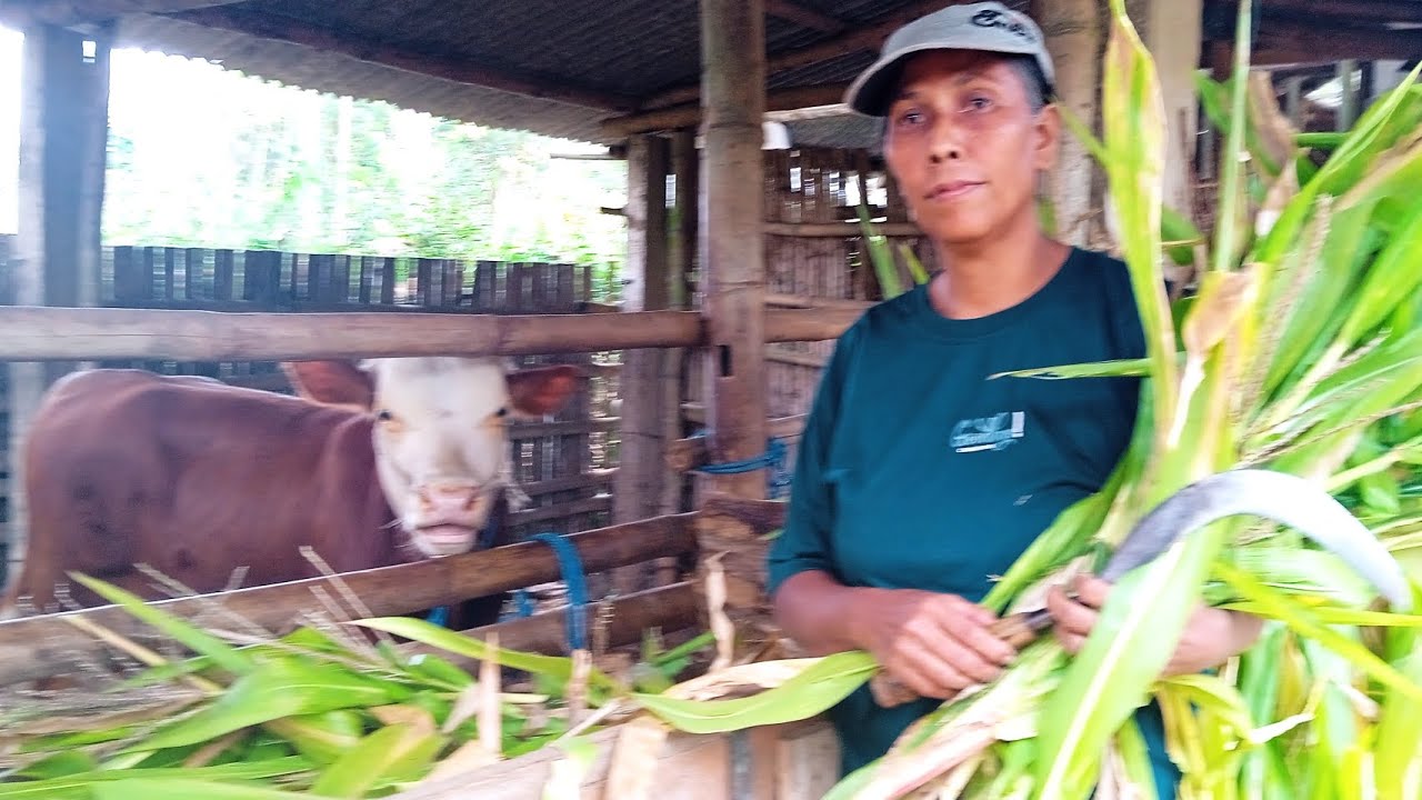 TEBON JAGUNG HIJAUAN SEBAGAI PAKAN TERNAK SAPI - YouTube