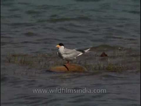 River Tern - a riverine bird of north India
