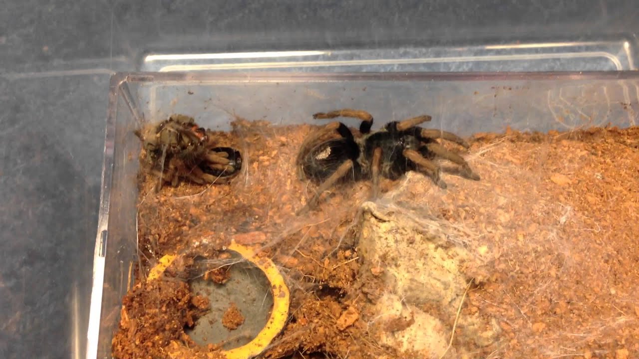 P.Cancerides Violet And K.Brunnipes Molts - YouTube