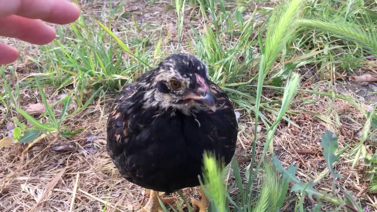 Lost baby chicken on the street - YouTube