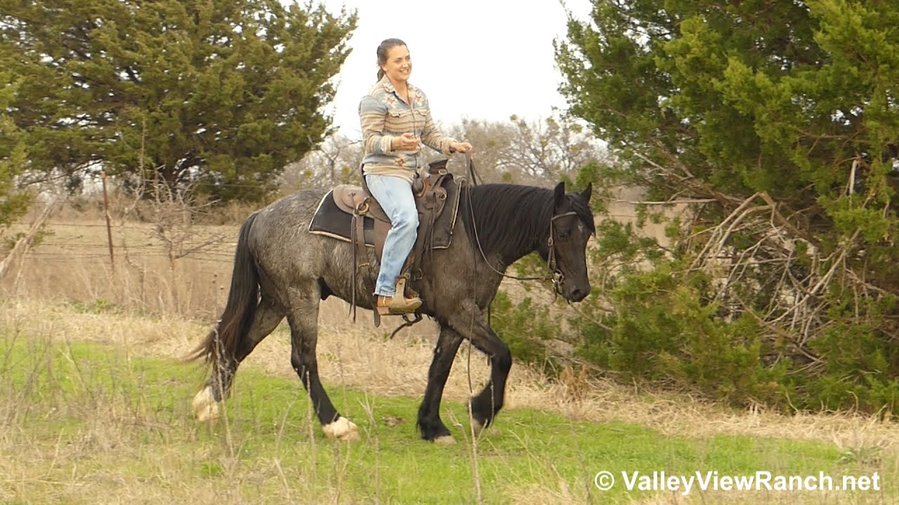 Angus - ADORABLE blue roan gypsy cross trail and obstacles ...