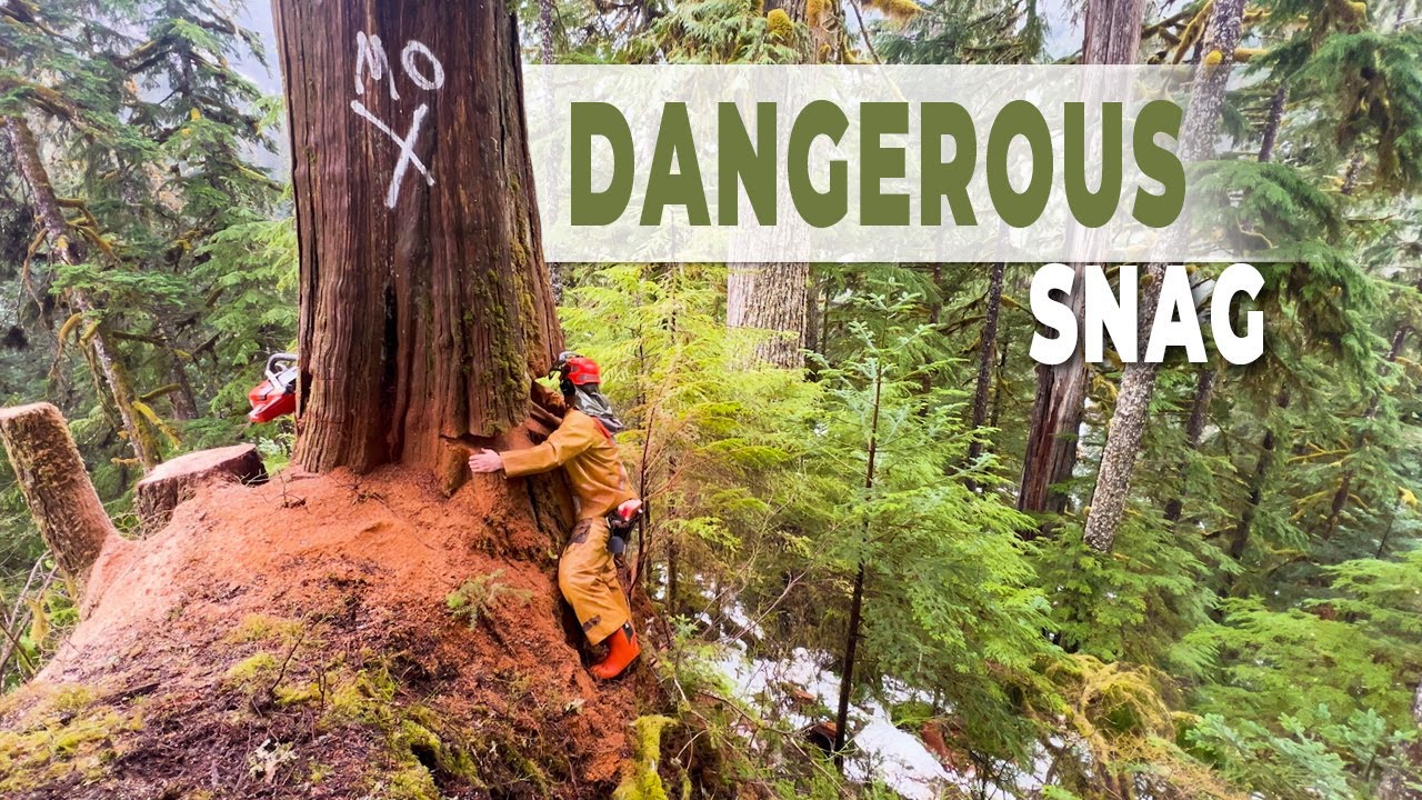 46. Cutting Tall Balsam Trees and a Large Snag - YouTube