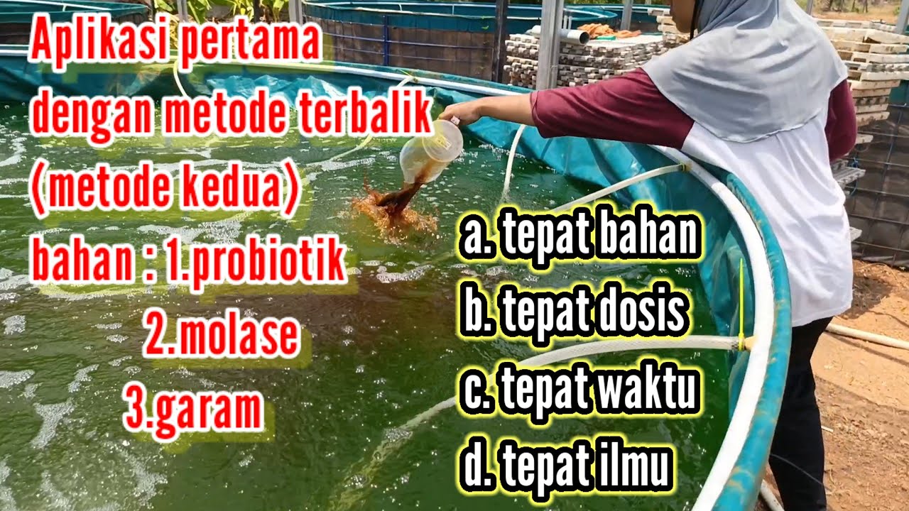 Aplikasi pertama metode terbalik bioflok #bioflok #biofloc - YouTube