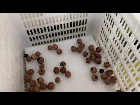 Dehydrated Longan Grading by AI DEEP LEARN Optical Grading Machine - YouTube