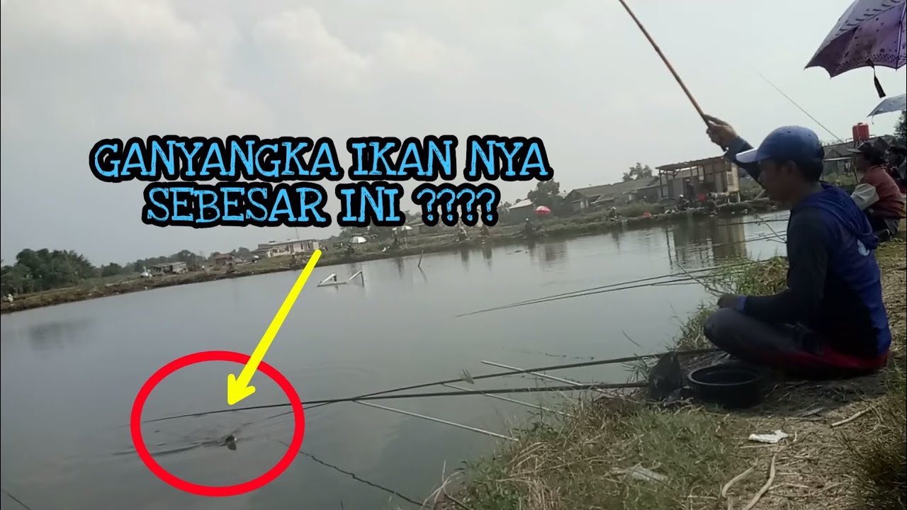 SEMUA PEMANCING BERKUMPUL DI SPOT INI !! TERNYATAAA ??? - YouTube SEMUA PEMANCING BERKUMPUL DI SPOT INI !! TERNYATAAA ??? - YouTube