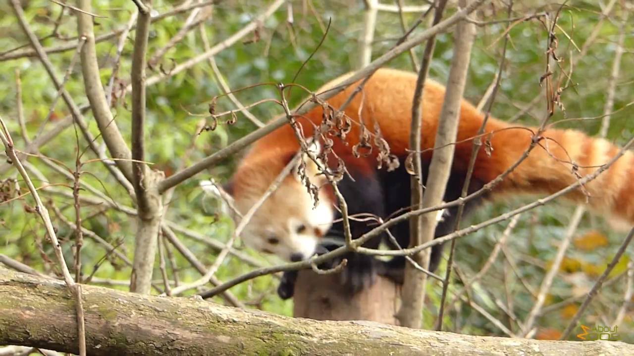 Typical scent-marking behaviour of red panda at Dublin Zoo - YouTube
