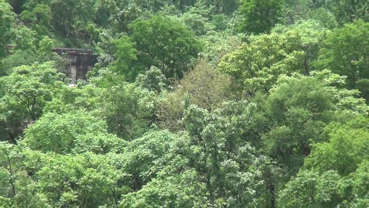 THICK FORESTS, NATURE & HUMAN CREATION AT THEIR BEST - DHARAKHOH ...