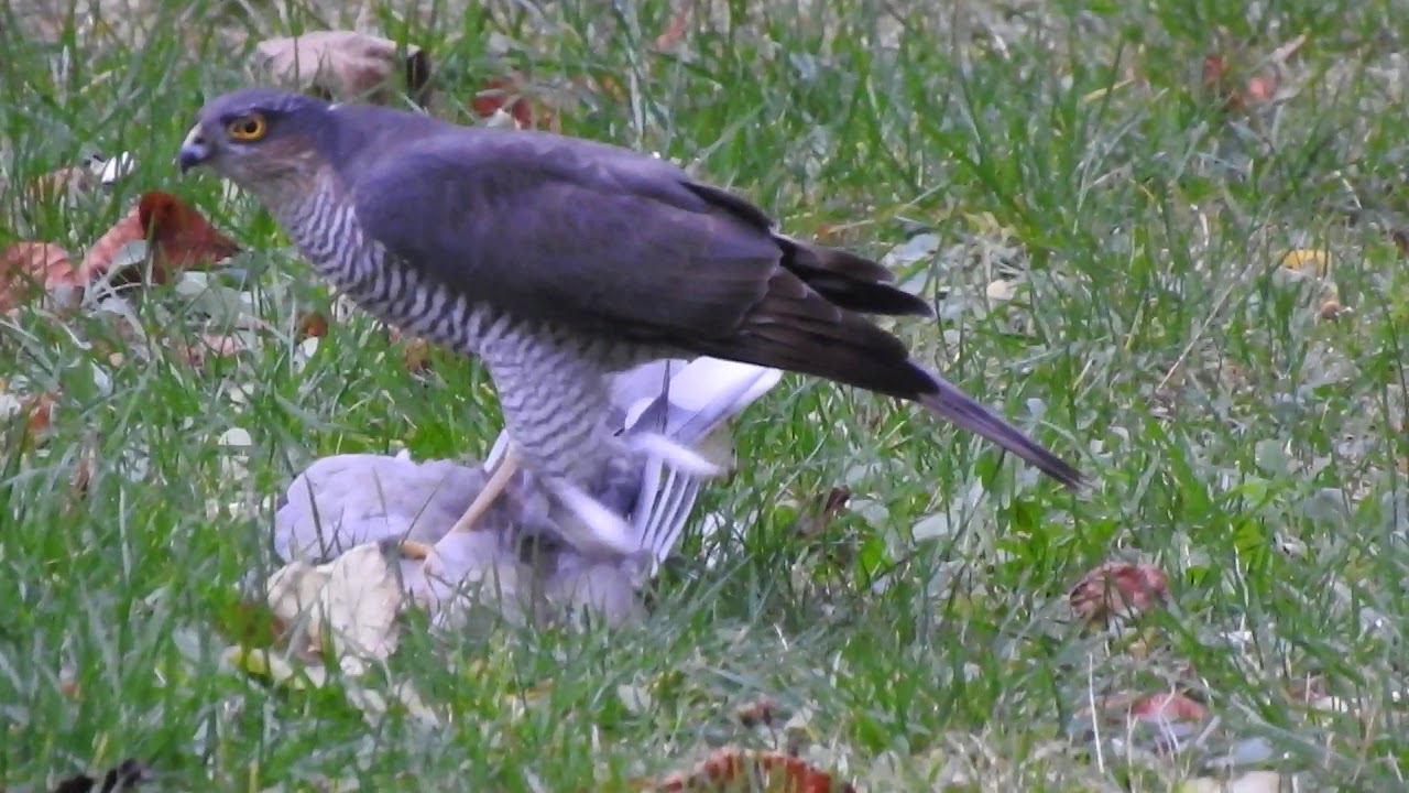 hawk hunting pigeon - YouTube
