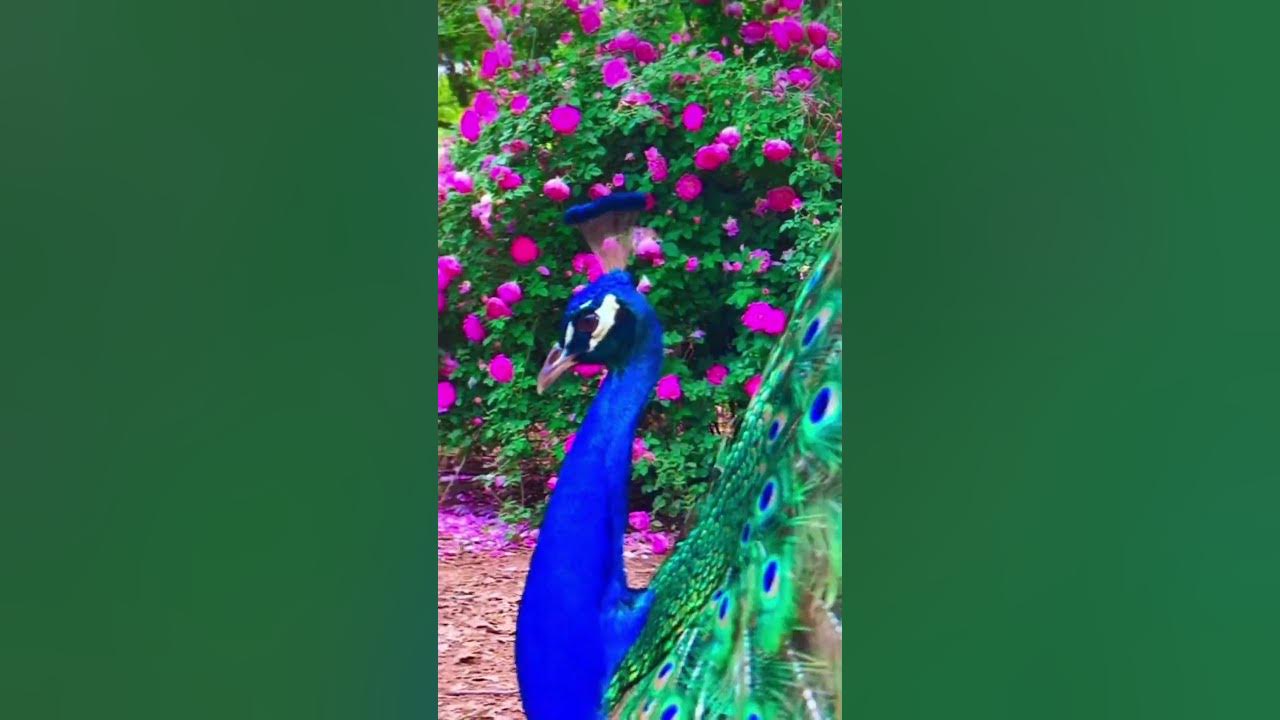 ਮੋਰ ਵੀਡੀਓ #gurnav - YouTube