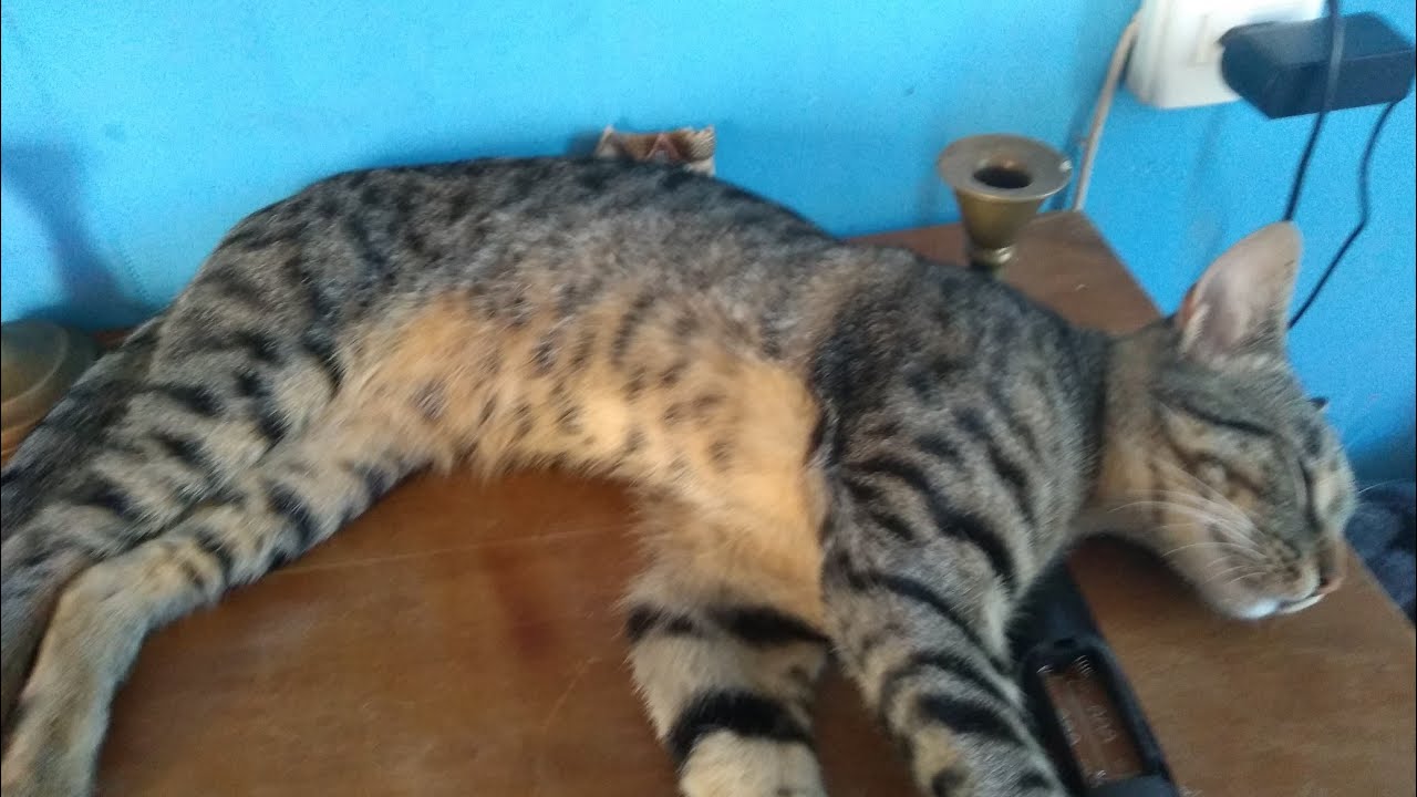 Cómo revivir a tu gato muerto 😸 - YouTube