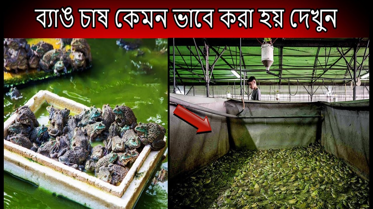 ব্যাঙ চাষ | frog farming & frog harvesting | frog cultivation with ...