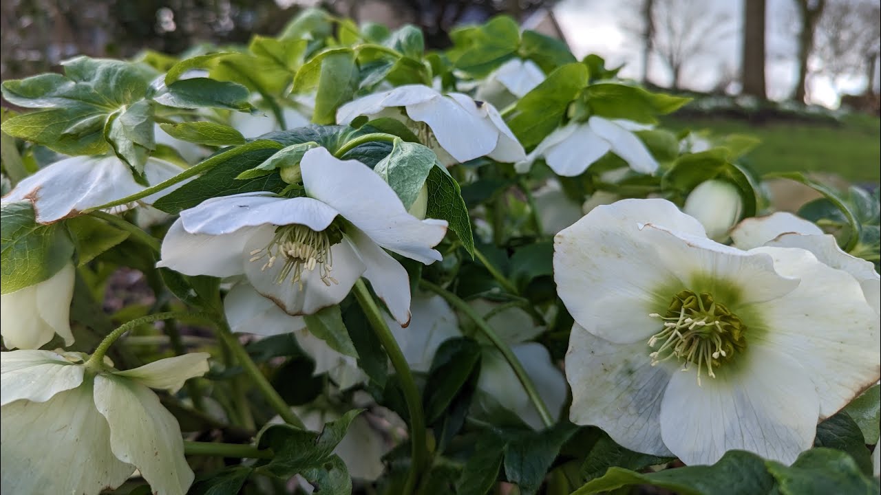 Gardening jobs for March! Seed propagation and garden sustainability ...