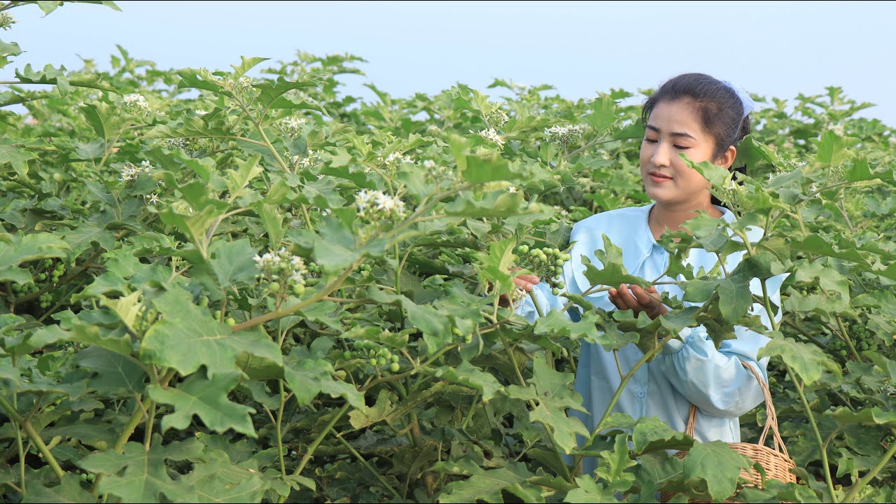 Big Bitter Berry Farm In My Community / Bitter Berry Recipe / Cooking ...