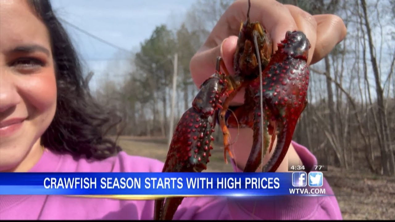 Drought causes increase in prices for crawfish season - YouTube