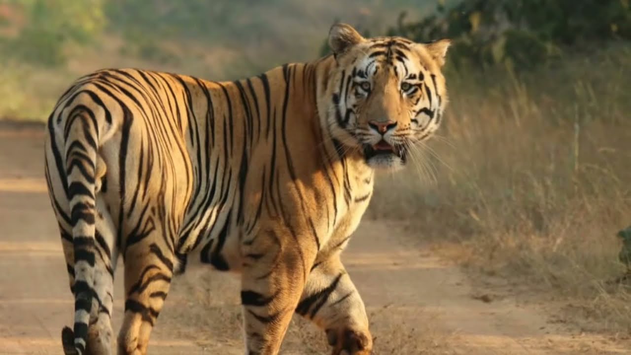 Tiger, tiger roaring loud II Jungle Safari II wildlife video II Best ...