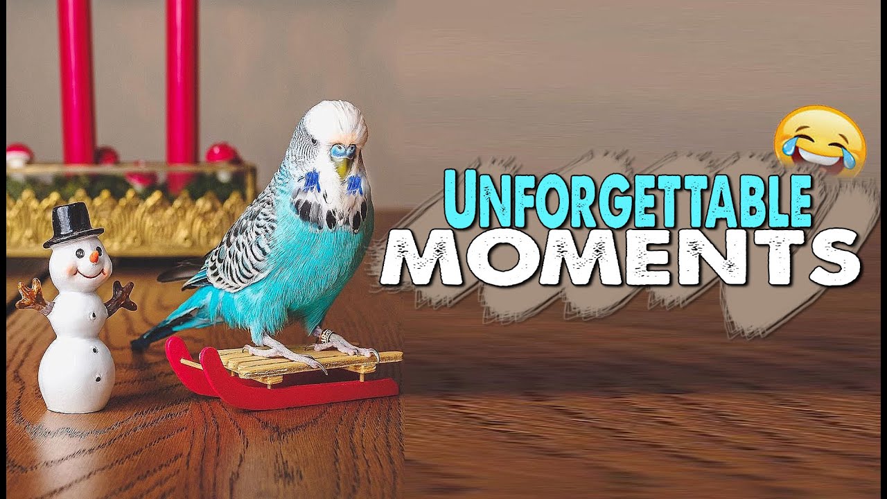 Funny budgie videos - YouTube
