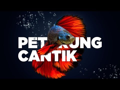 Ikan Cupang Petarung Cantik #AlamSemenit