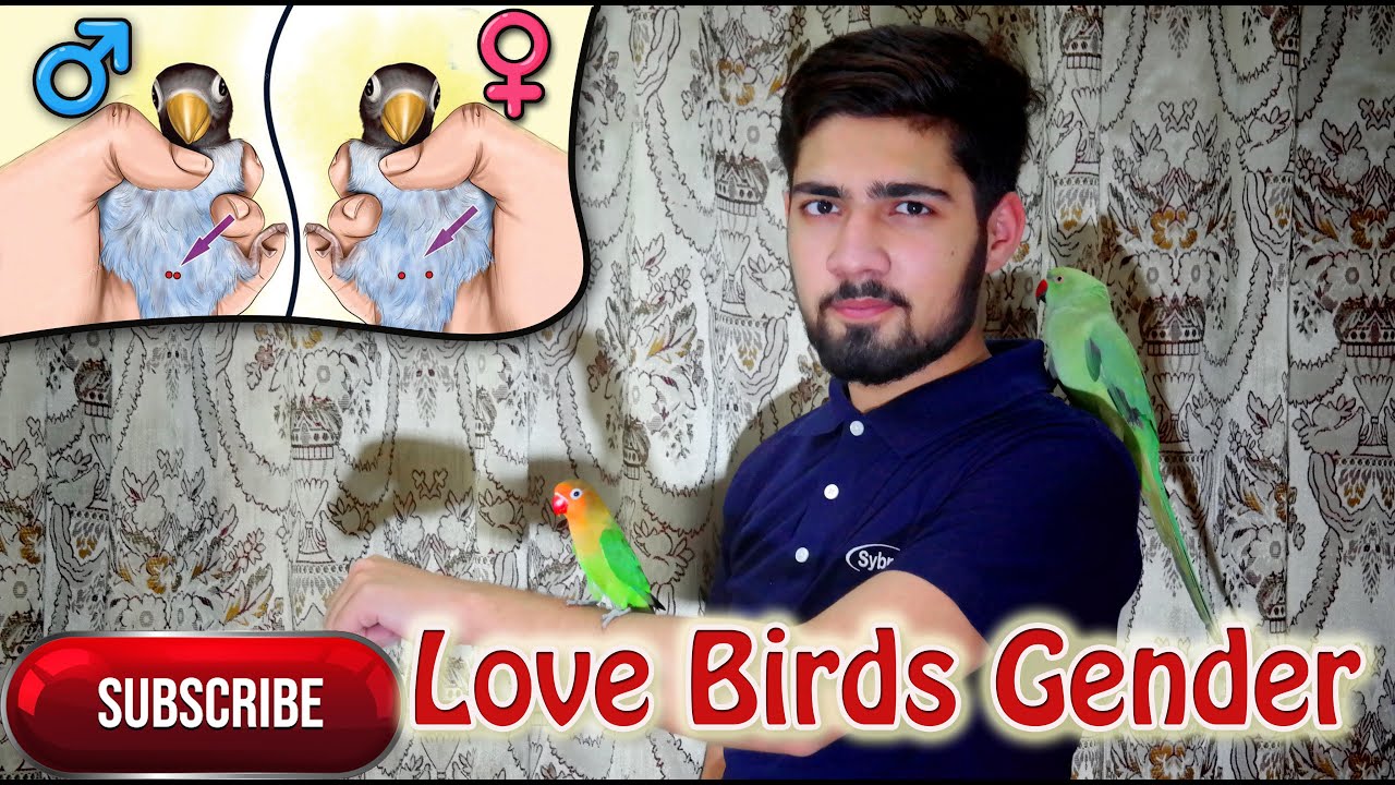 Gender Identification in Lovebirds | Difference between Female and Male ...