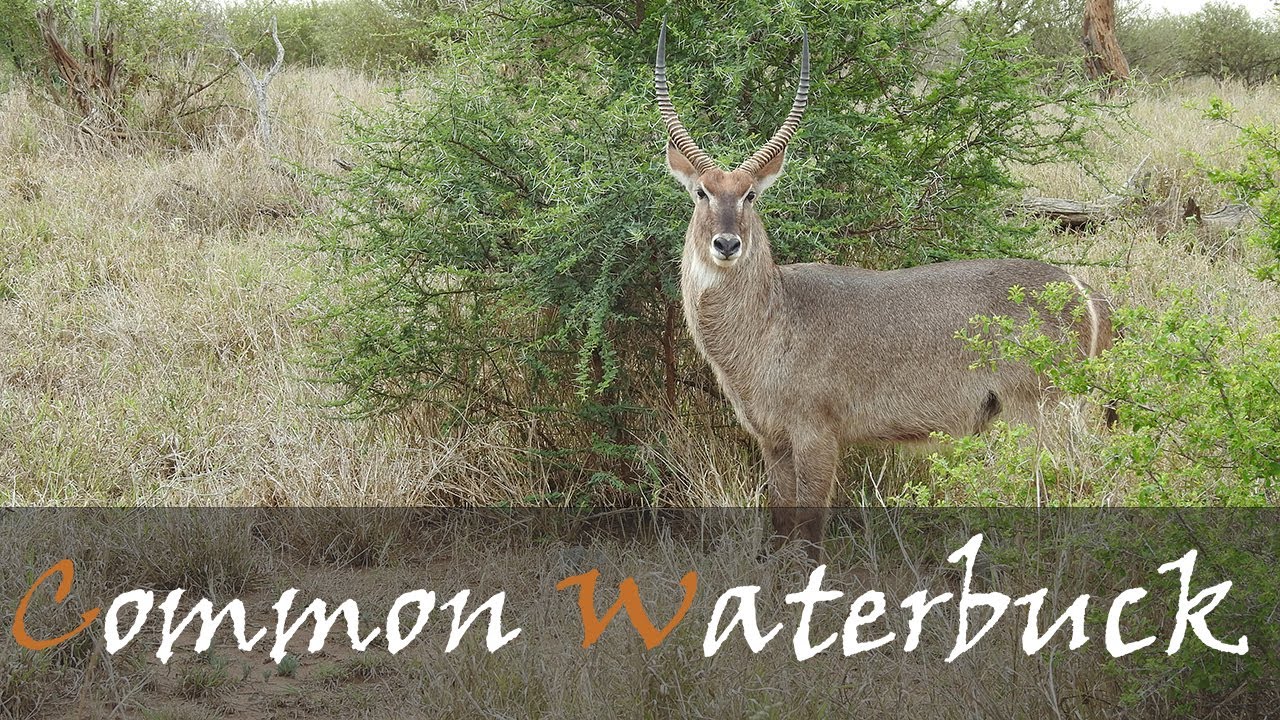 Common Waterbuck (Kobus ellipsiprymnus) Animal Video | Antelope Of ...