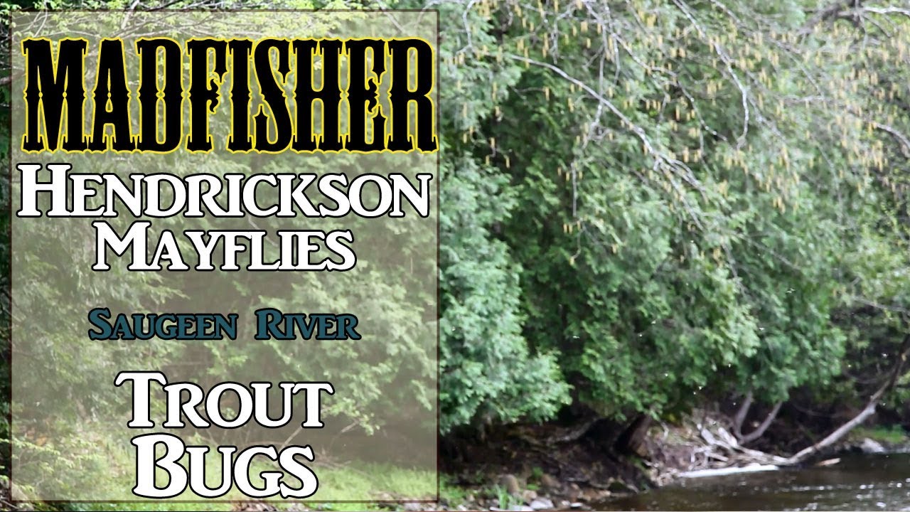 Hendrickson Trout Insect Identification - YouTube