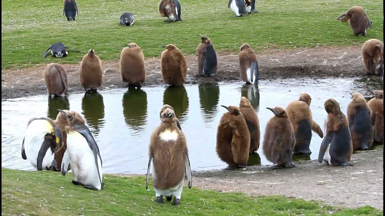Fluffy Brown Penguin