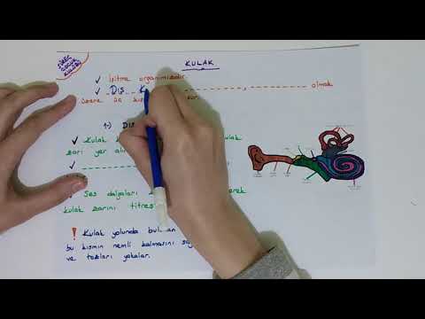 6.sınıf duyu organları ve sağlığı