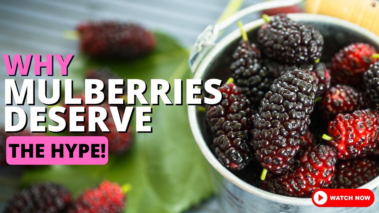 Nature's Candy: Mulberries and the Journey to a Healthier You! - YouTube