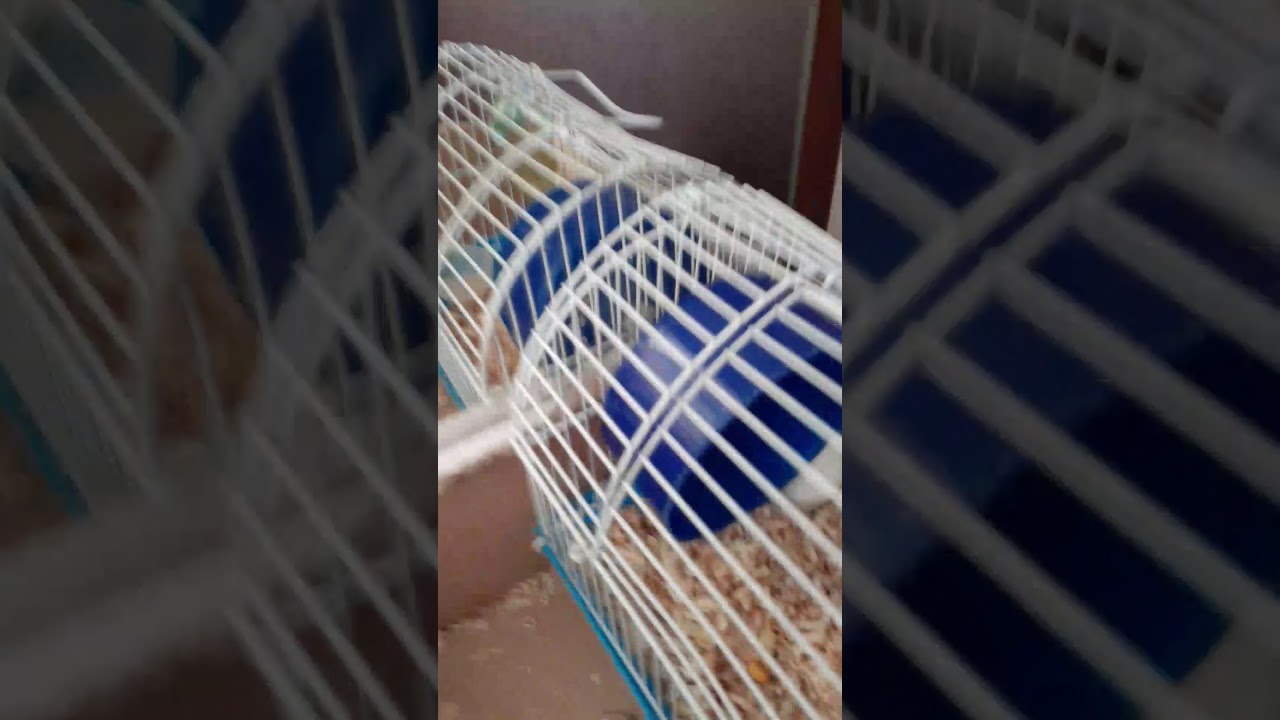 Hamiak♥️♥️♥️♥️ - YouTube