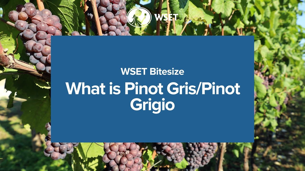 WSET Bitesize - What is Pinot Gris/Pinot Grigio - YouTube