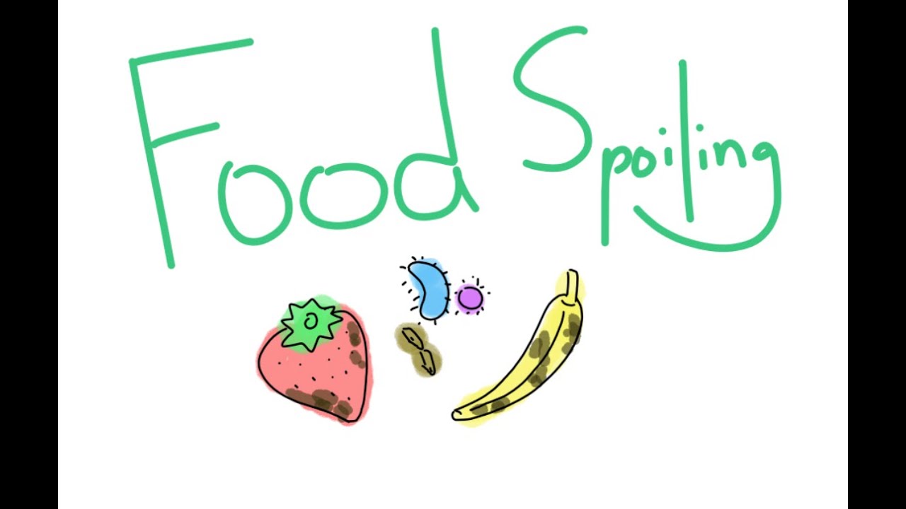 Why Food Spoils And How To Prevent It YouTube why-food-spoils-and-how-to-prevent-it-youtube