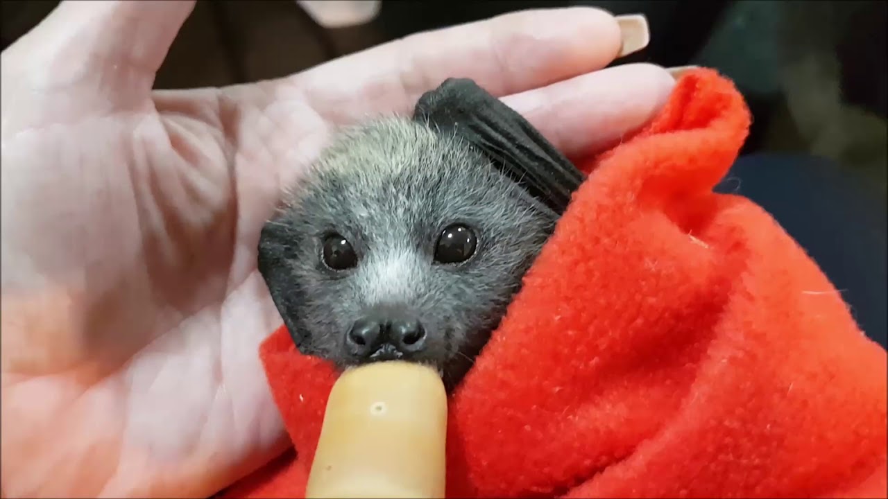 Baby flying fox Liam - YouTube