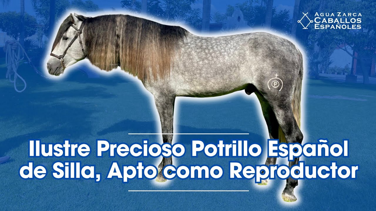 Ilustre Precioso Potrillo Español de silla, Apto como Reproductor - YouTube